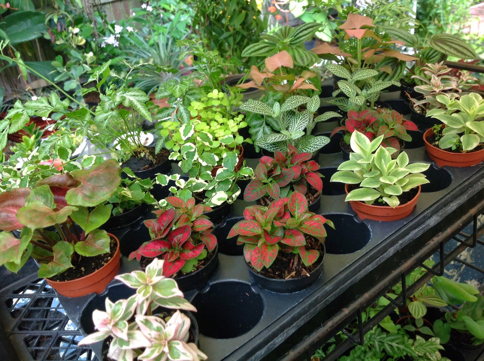 HeyPlantMan! Exotic Tropical Plants from St. Pete FL: Succulent July ...