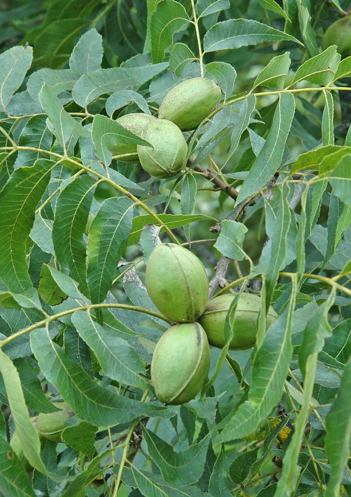 Northern Pecans: Kernel Filling: Kanza vs. Hark