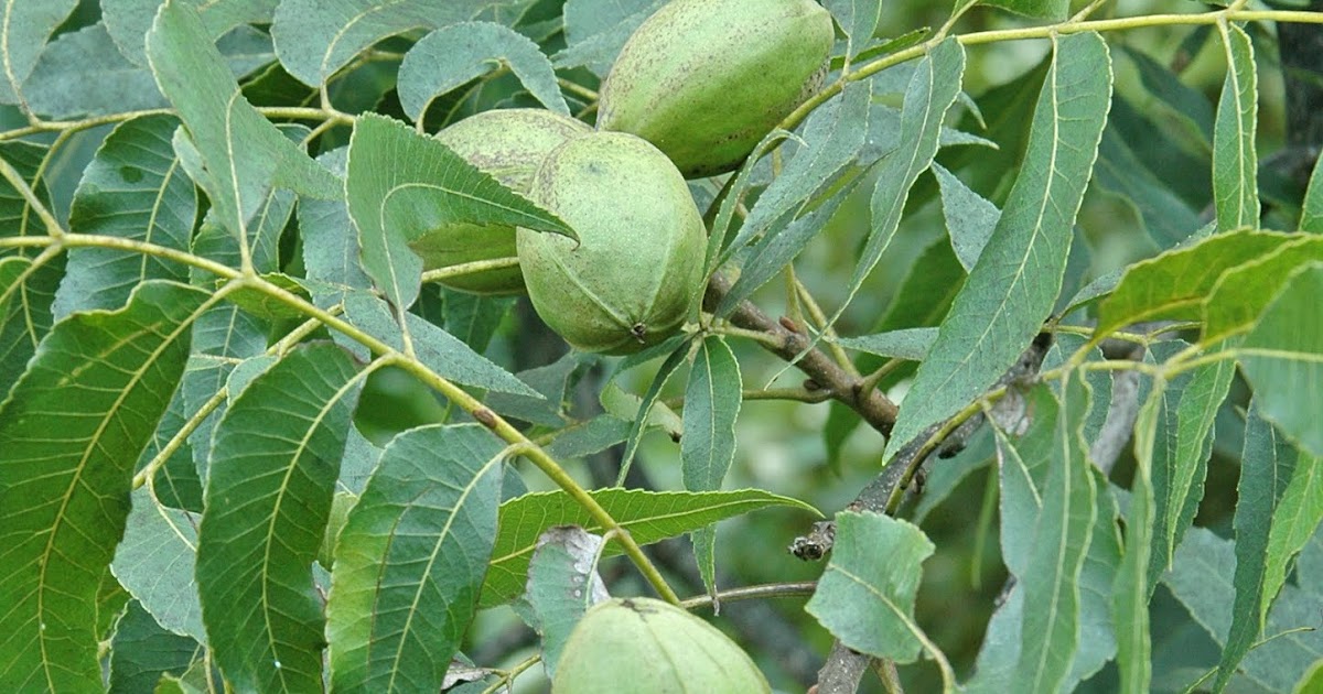 Northern Pecans: Kernel Filling: Kanza vs. Hark