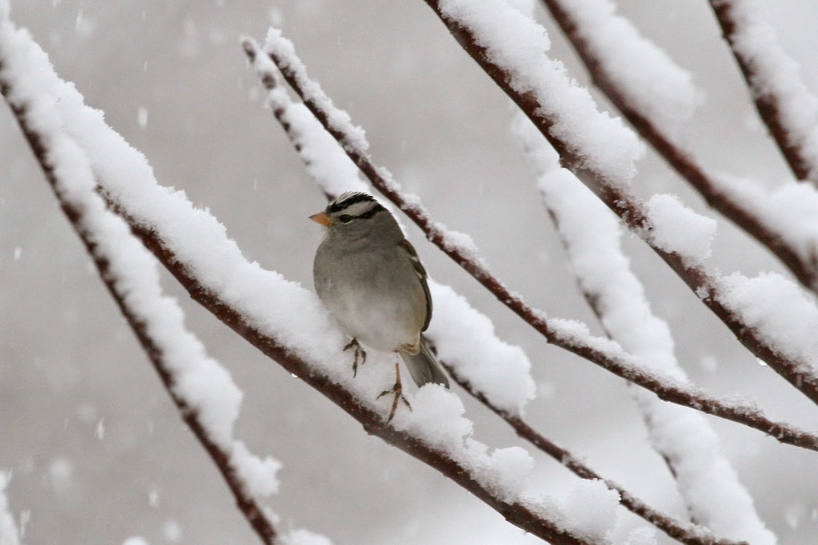 Tejon Ranch Conservancy Blog: Welcome Winter Birds