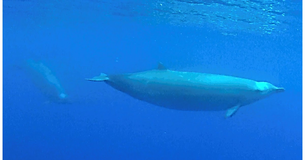 Occhi fragile: La ballena picuda de True grabada en video por primera vez