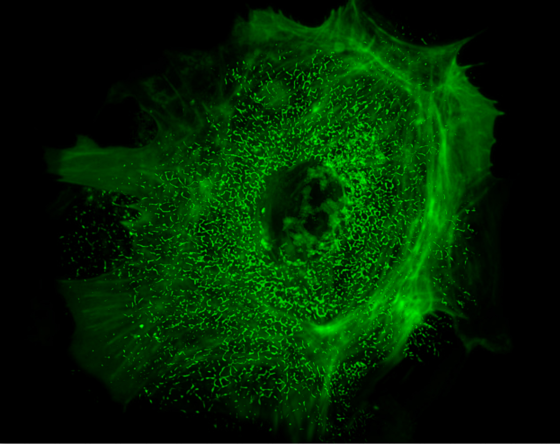 Molly's Art Blog: Cell Staining...