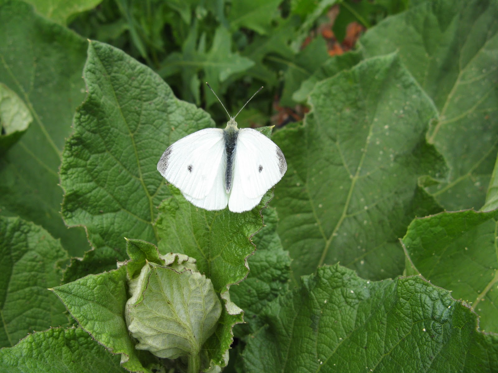Eudlo Seed Savers Group: July Seedy Sunday - Winter Garden Activities