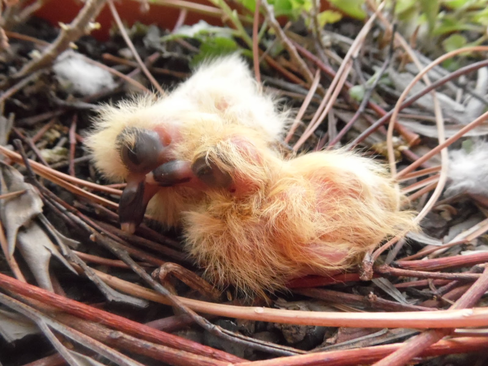 Animais&Companhia: Por que não vemos os filhotes de pombos?