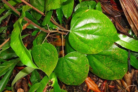 Herbal plants of Sri Lanka: Wenivael gaeta-Coscinium fenestratum