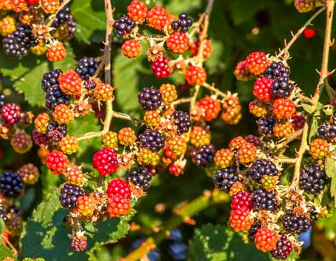 Le Roman de Renart: Renart médecin - Une envie de mûres