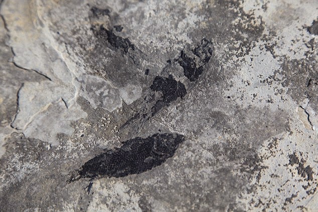 PENEMUAN FOSIL NAGA LAUT BERUSIA 247 JUTA TAHUN DI CHINA | Riyadlul 'Ulum