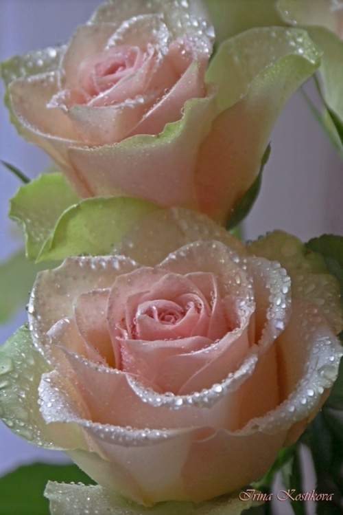 Adorable look, dew drops on beautiful flowers | Flowers and Gardens