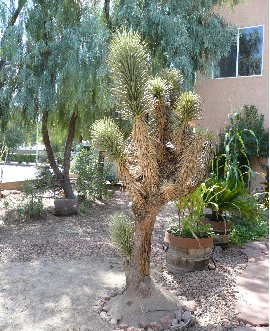 Xtremehorticulture of the Desert: Transplanting Joshua Tree Success ...