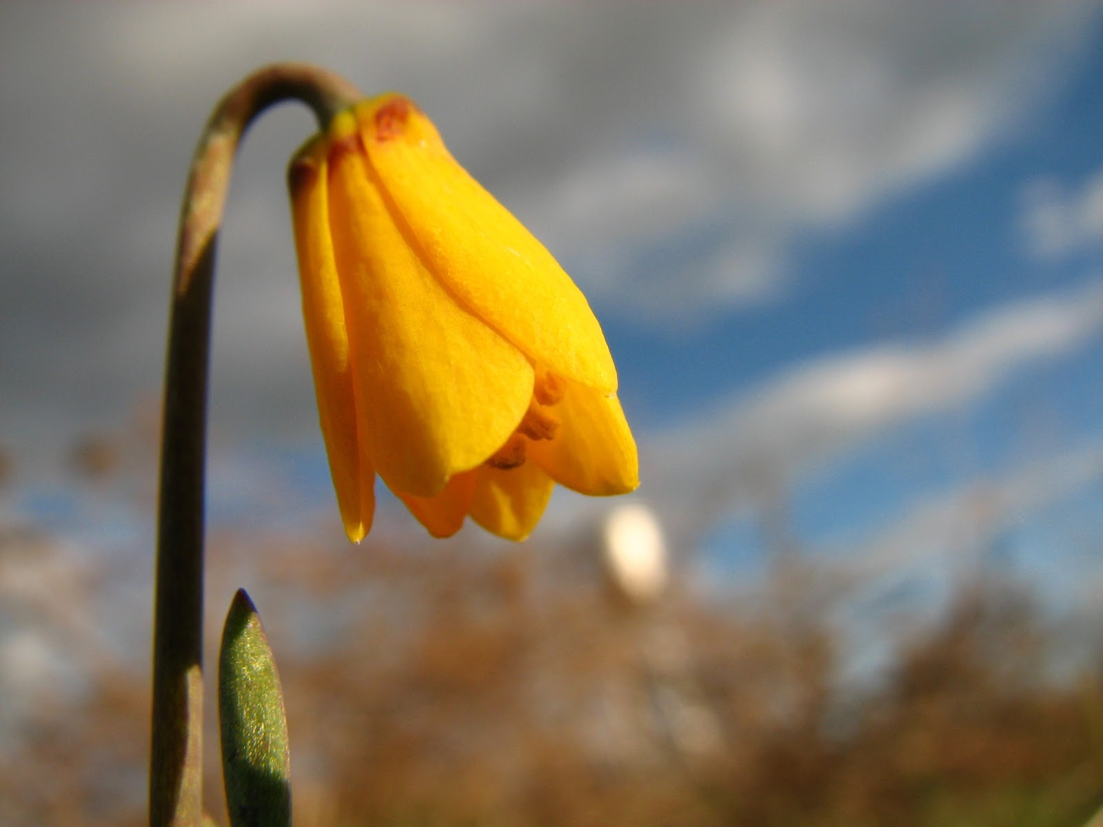 Flora montana: Yellowbells