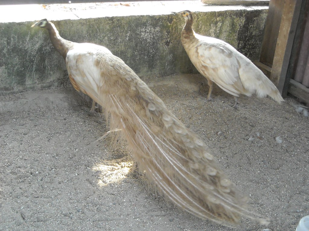 My Peacock Farm: Peach Peafowl