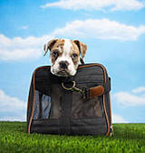 How to choose the best dog carrier for your dog | Doggy Lover Info