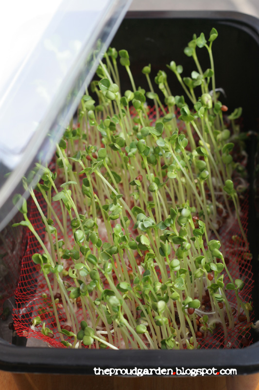The Proud Garden: Mushroom-growing box sprouts new use