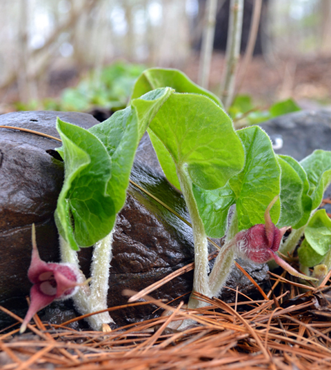 _CabinGirl: Canadian Wild Ginger