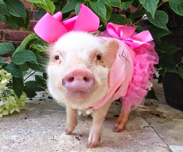 Conoce a "Priscilla" la adorable cerdita más popular en Instagram ...