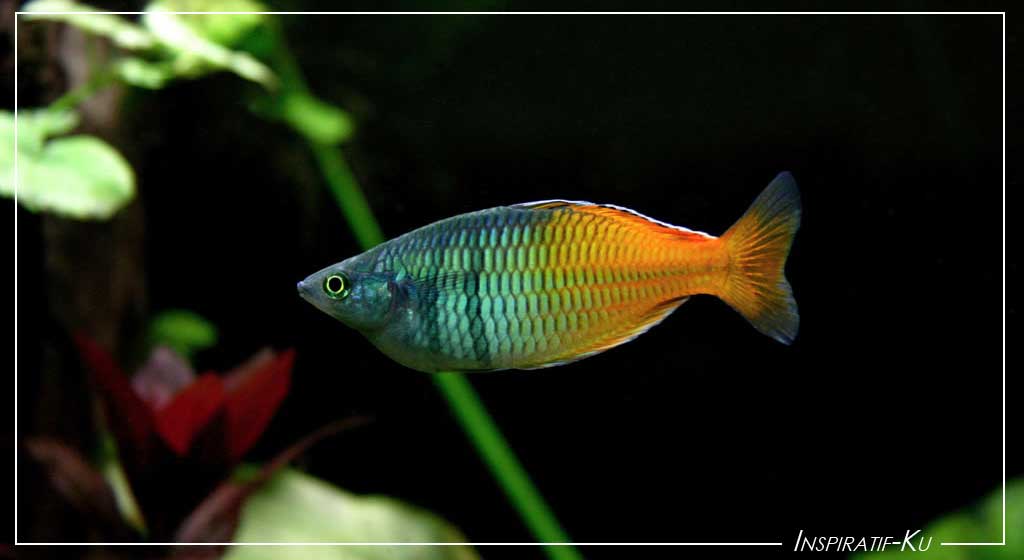 Budidaya Ikan Rainbow – InfoAkuakultur.com