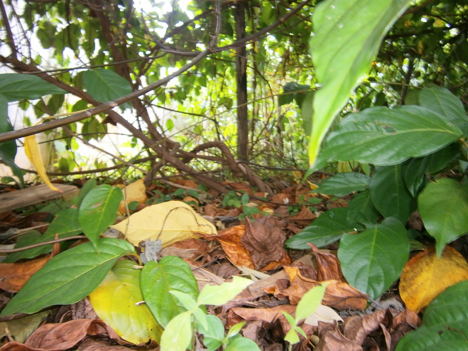 Zelando pela Chacrona e pelo Jagube: Sementeira Natural de Jagubes