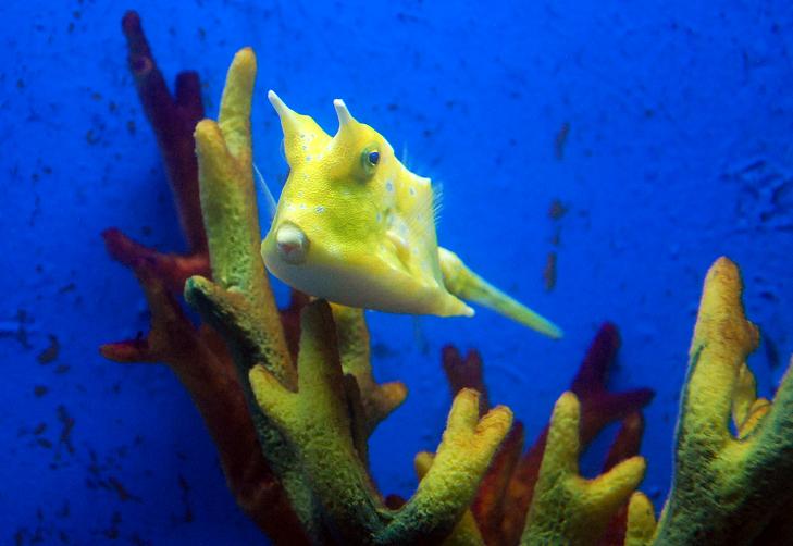 Fishes Fin: Longhorn Cowfish