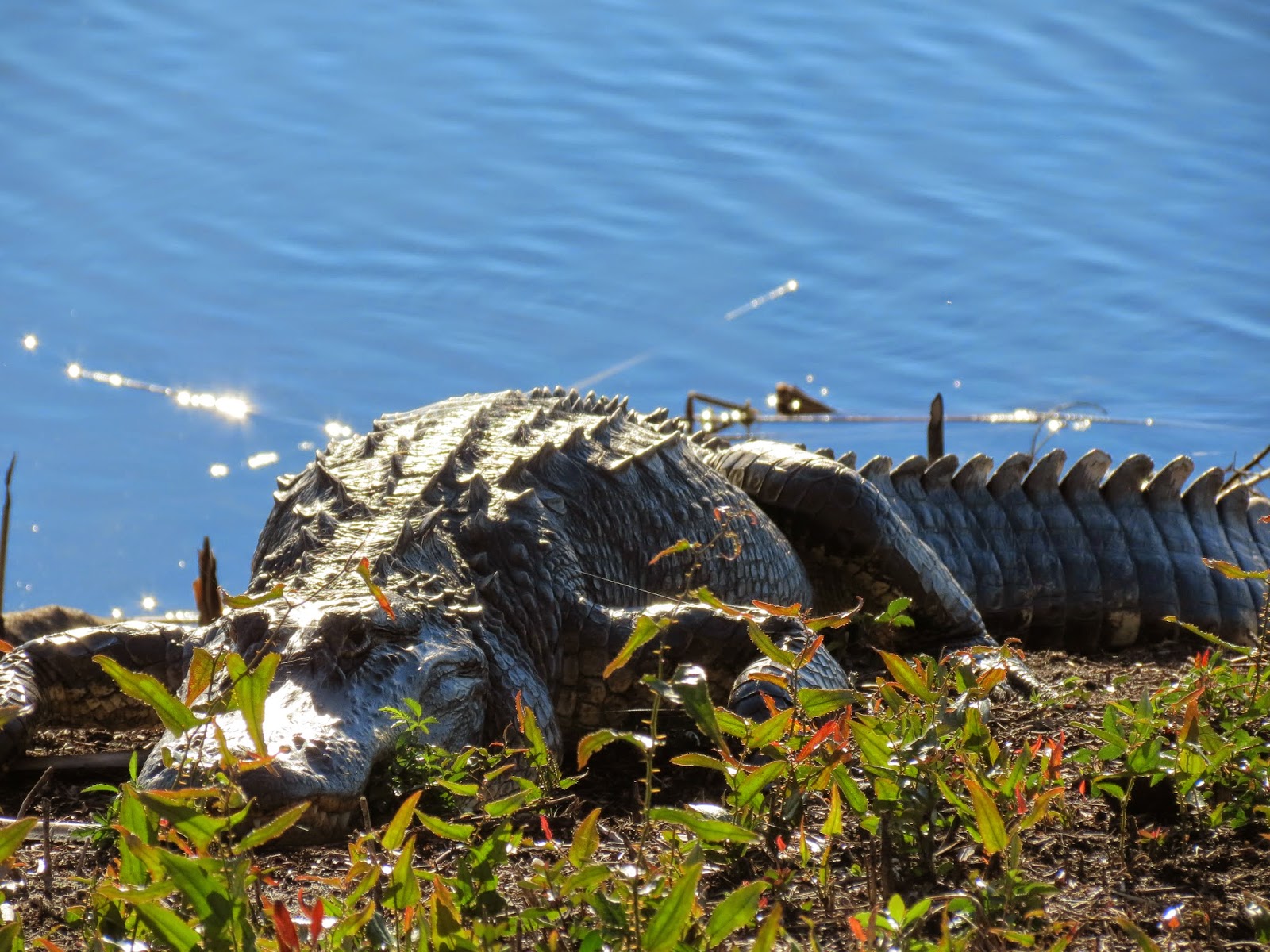 Our Nature: BIG Bull Gator