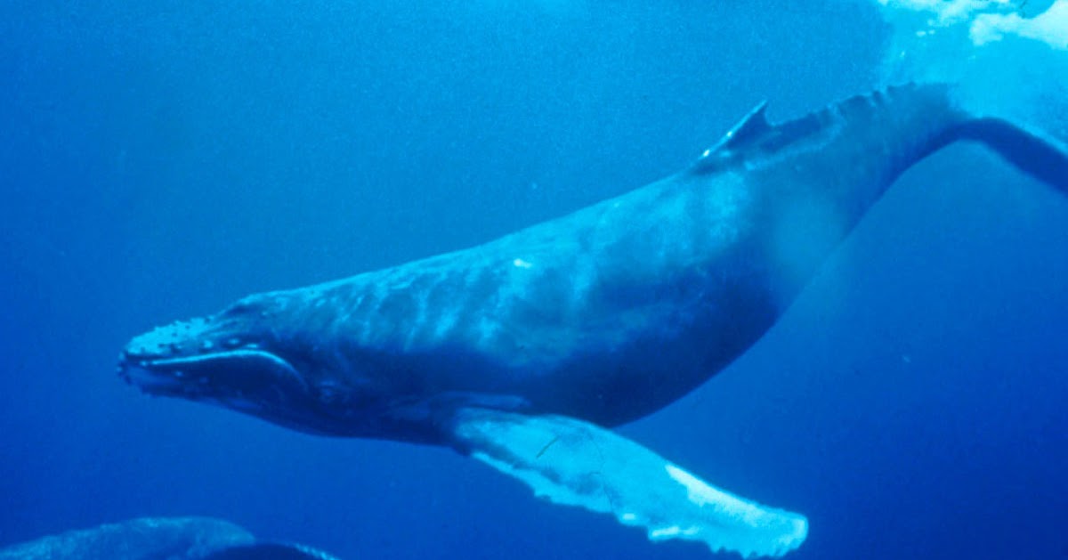 El Mundo Animal: Ballena Azul
