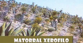 Cosas de biólogos: ¿ Que es un matorral xerófilo?