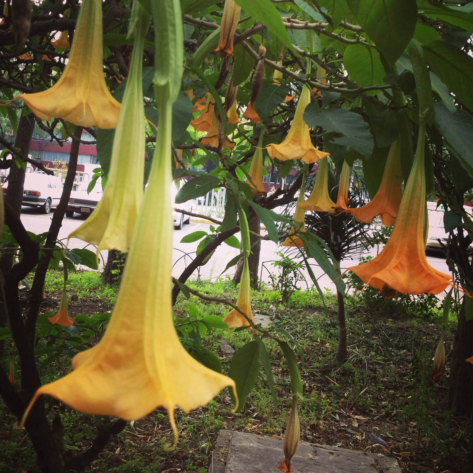 Brugmansia »floripondio» - Id Plantae