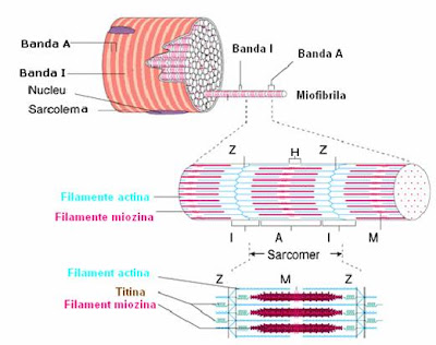 Sistemul Muscular: Structura Fibrei Musculare
