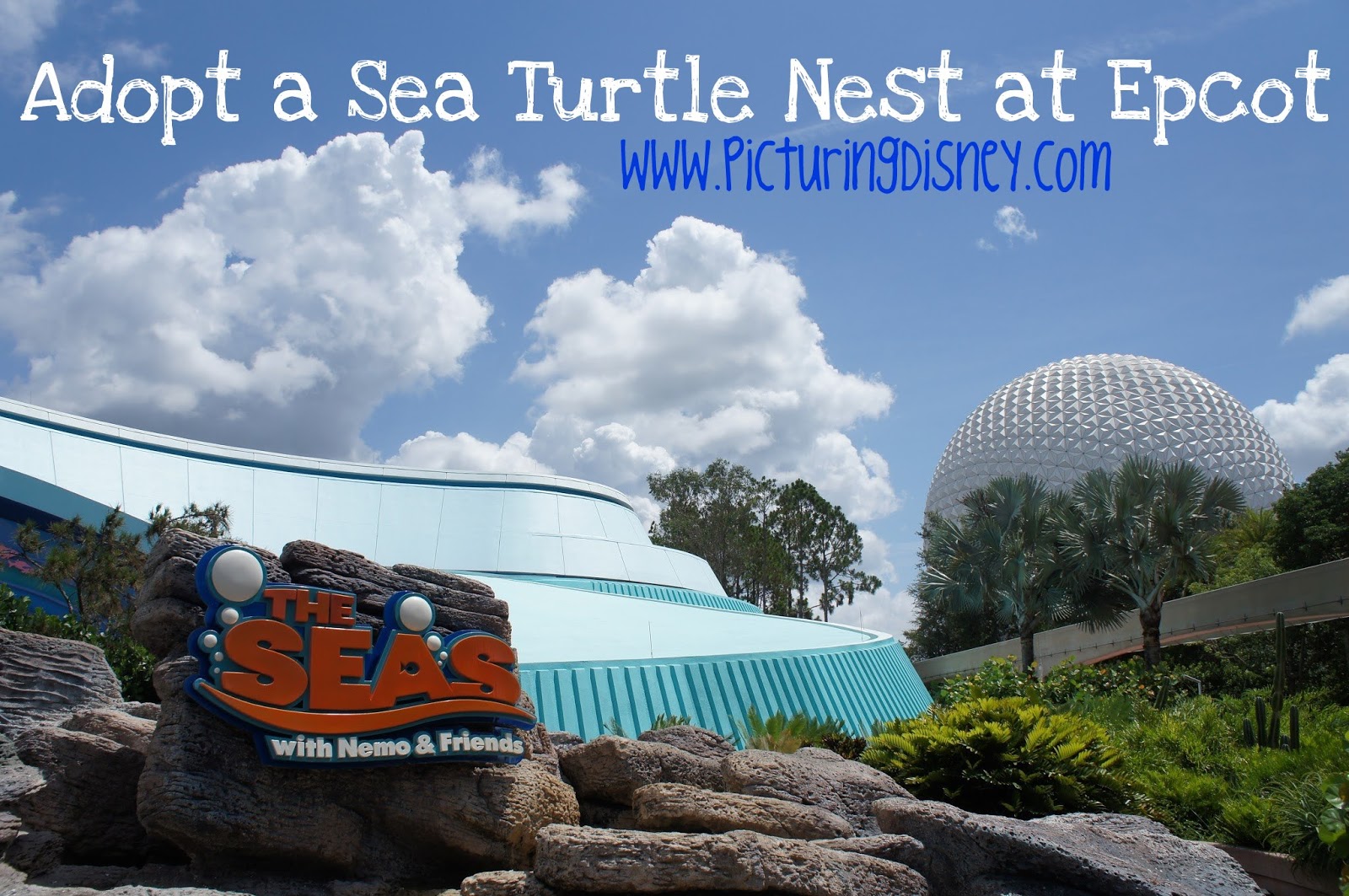 Picturing Disney: How Adopting a Sea Turtle Nest was the best Disney ...