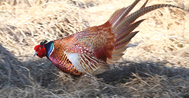 fotónapló: Erre kakas, erre tyúk...