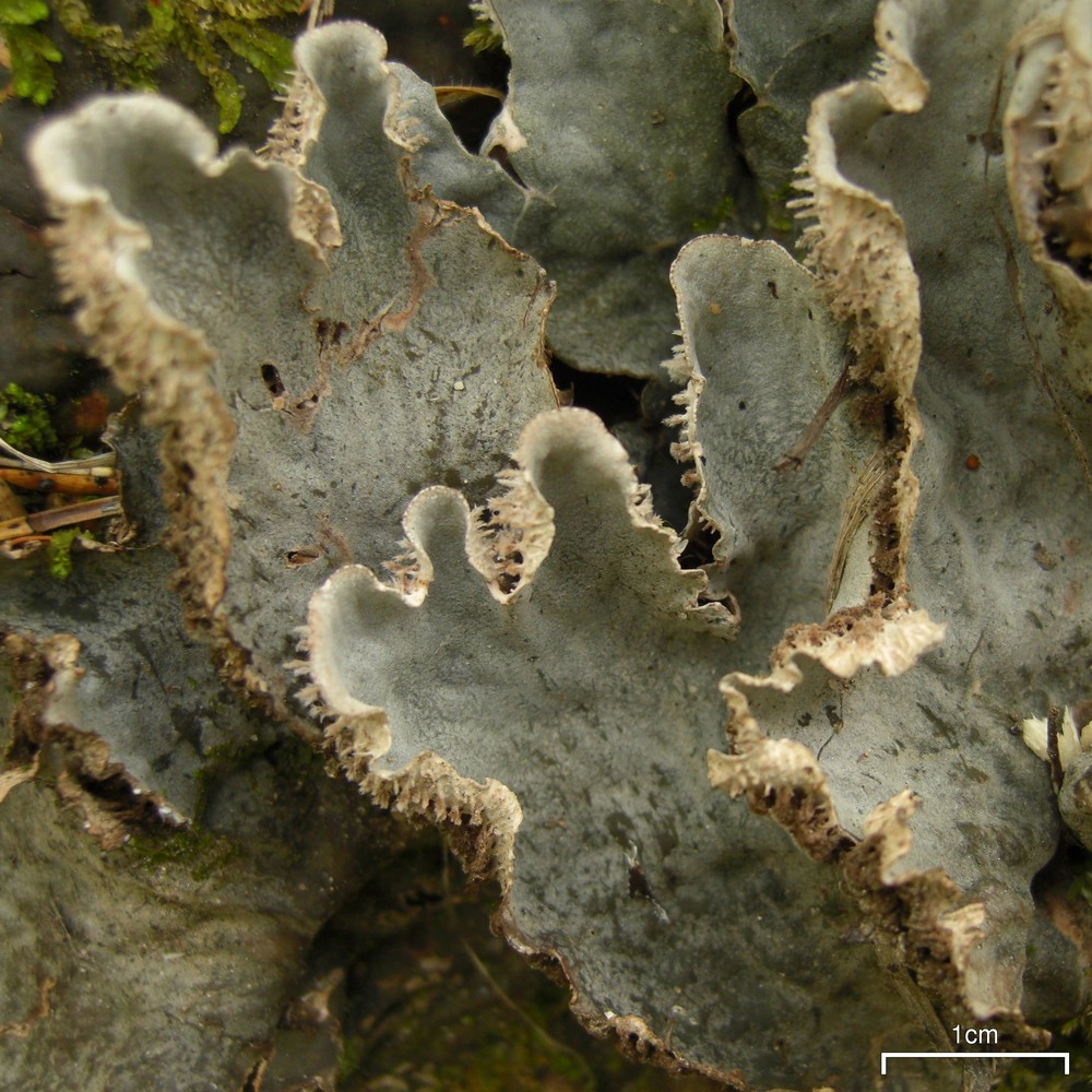 Species of UK: Week 25: Dog Lichen (‘Peltigera’)