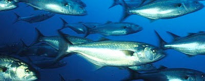 Anchova (Pomatomus saltatrix)