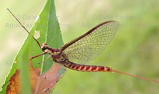 la naturaleza: la efímera