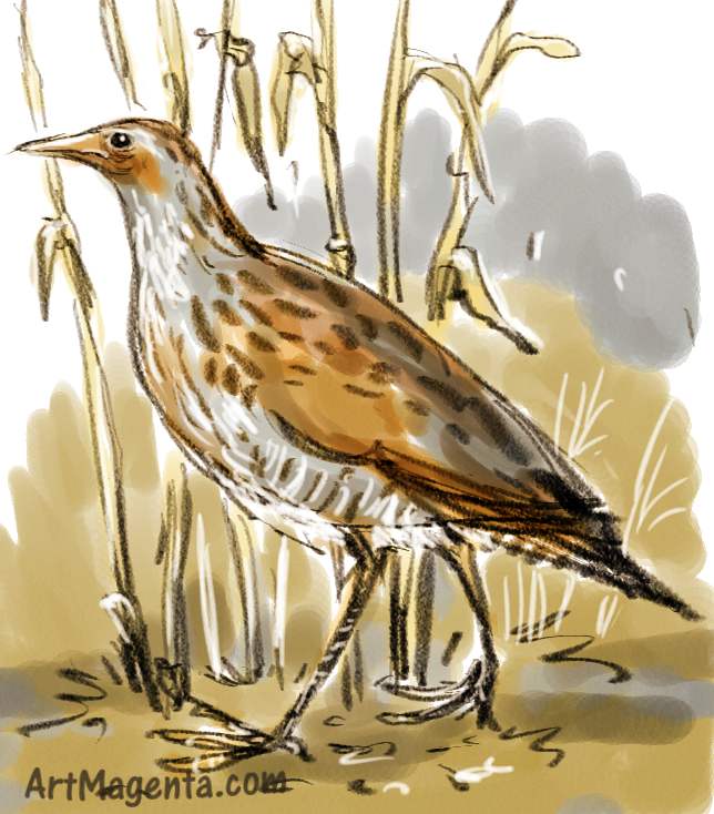 Birds: Corncrake