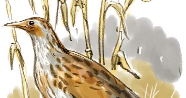 Birds: Corncrake
