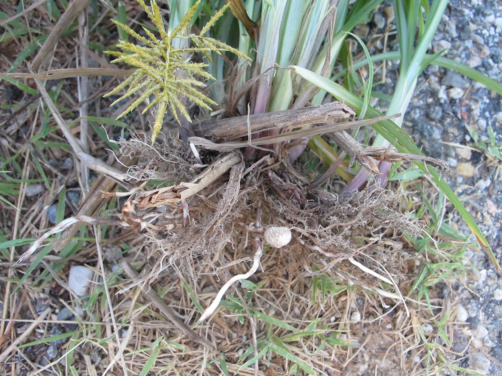 FLORA NEL SALENTO e.. anche altrove: Cyperus esculentus L. - Cyperaceae ...