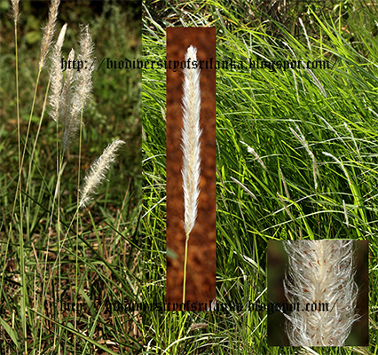 Biodiversity of Sri Lanka: ඉලුක්[Illuk]/Blady Grass/Spear Grass/Cogon ...