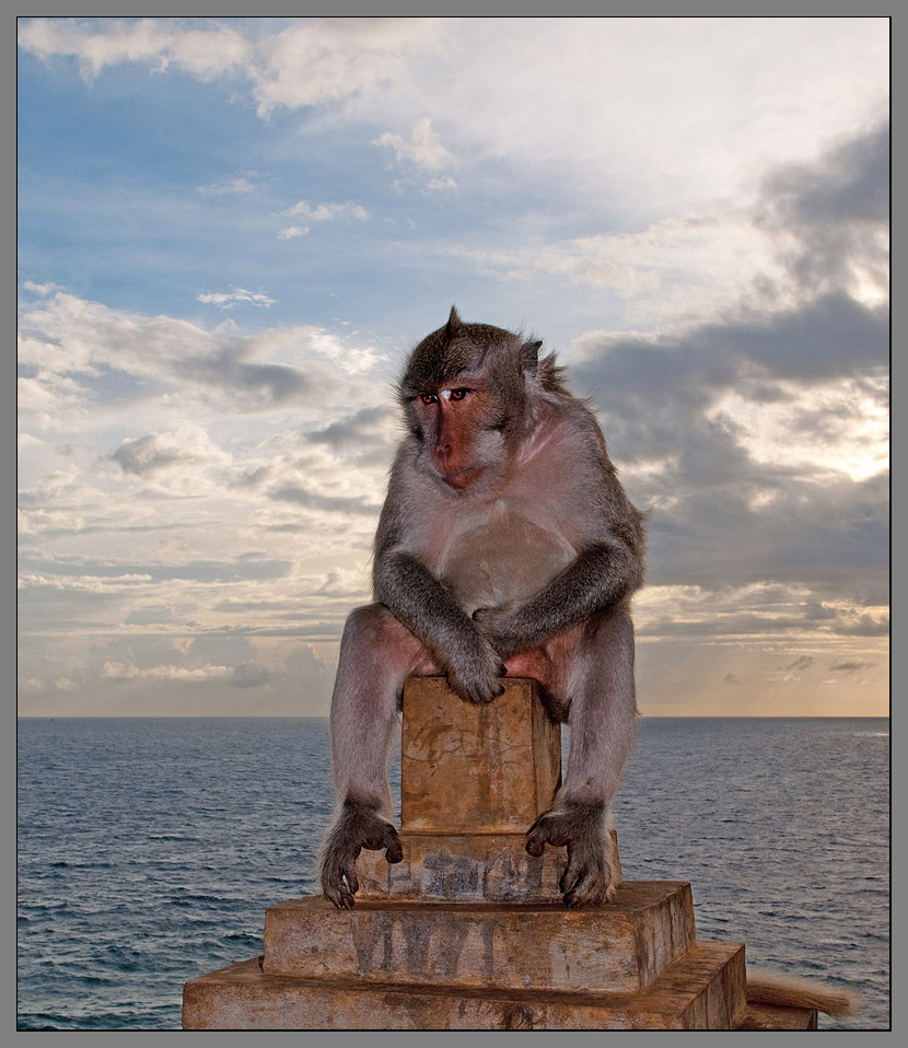 Free Image Bank: Fotografías de changos, monos, simios y primates