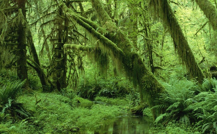 EKOGEO: LUMUT : VEGETASI PERINTIS