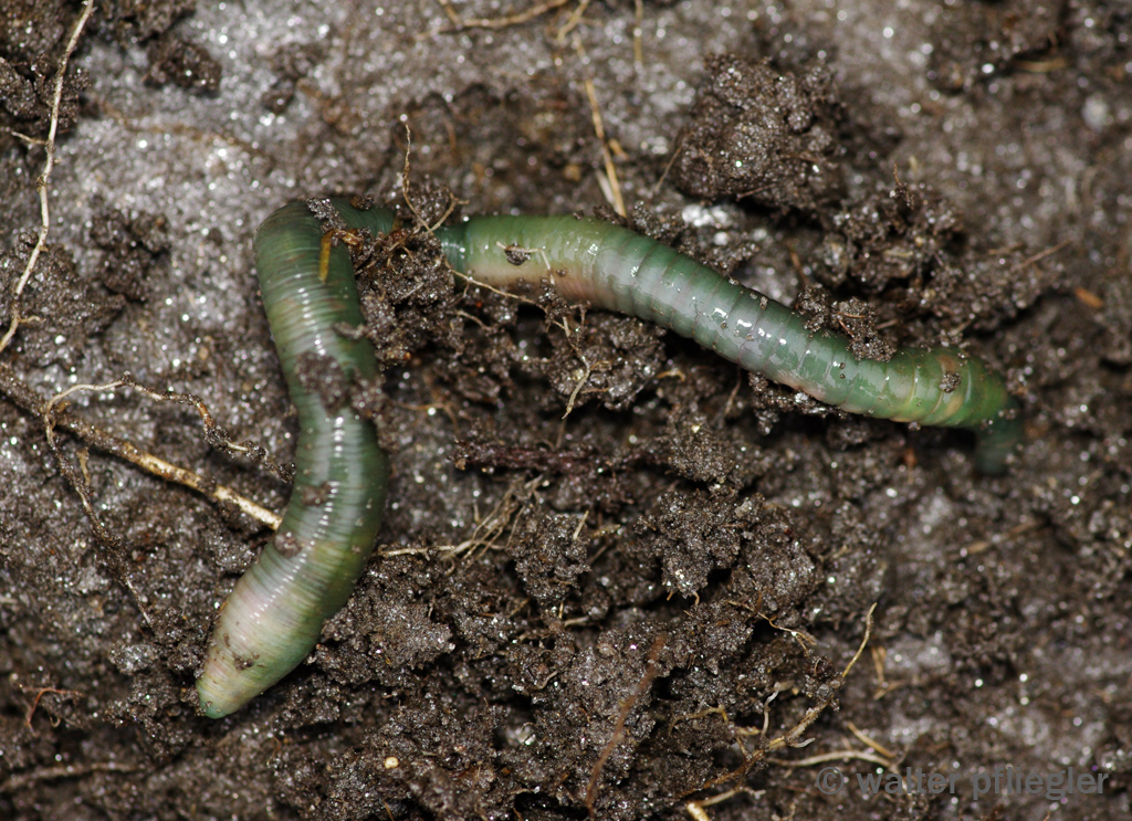 Nature photos from an Amateur Naturalist: High Tauern National Park ...