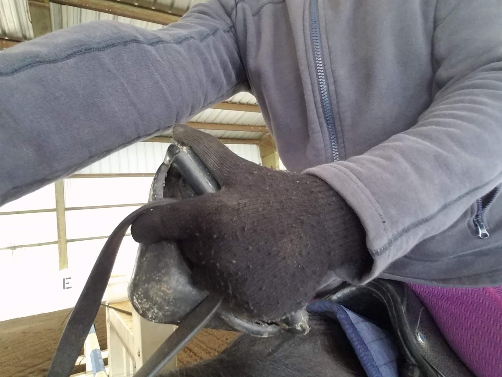 Training Cupid, my ex-racehorse: Equicube Review