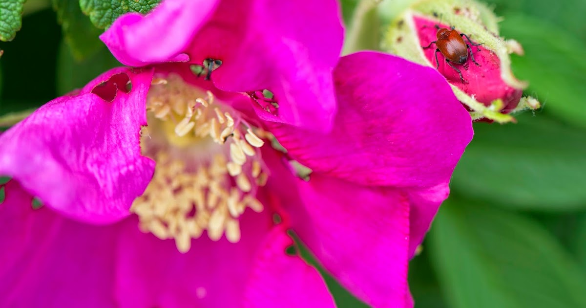 Urban Wildlife Guide: Rose Weevil