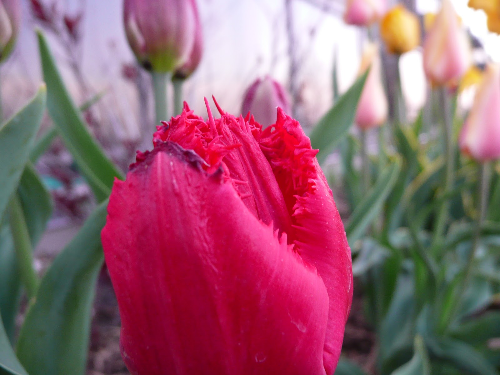 The Beautiful Project: Macrophotography of Spring Flowers, Calgary