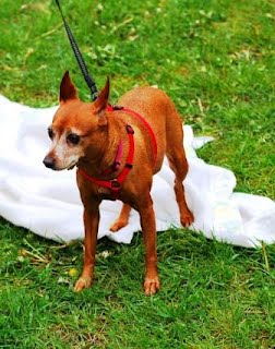 Small Dog Rescue of Minnesota - Rescue and Adoption Blog: A Closer Look