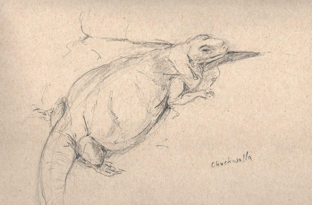 Revenge of the Pencil: Chuckwalla at the Woodland Park Zoo