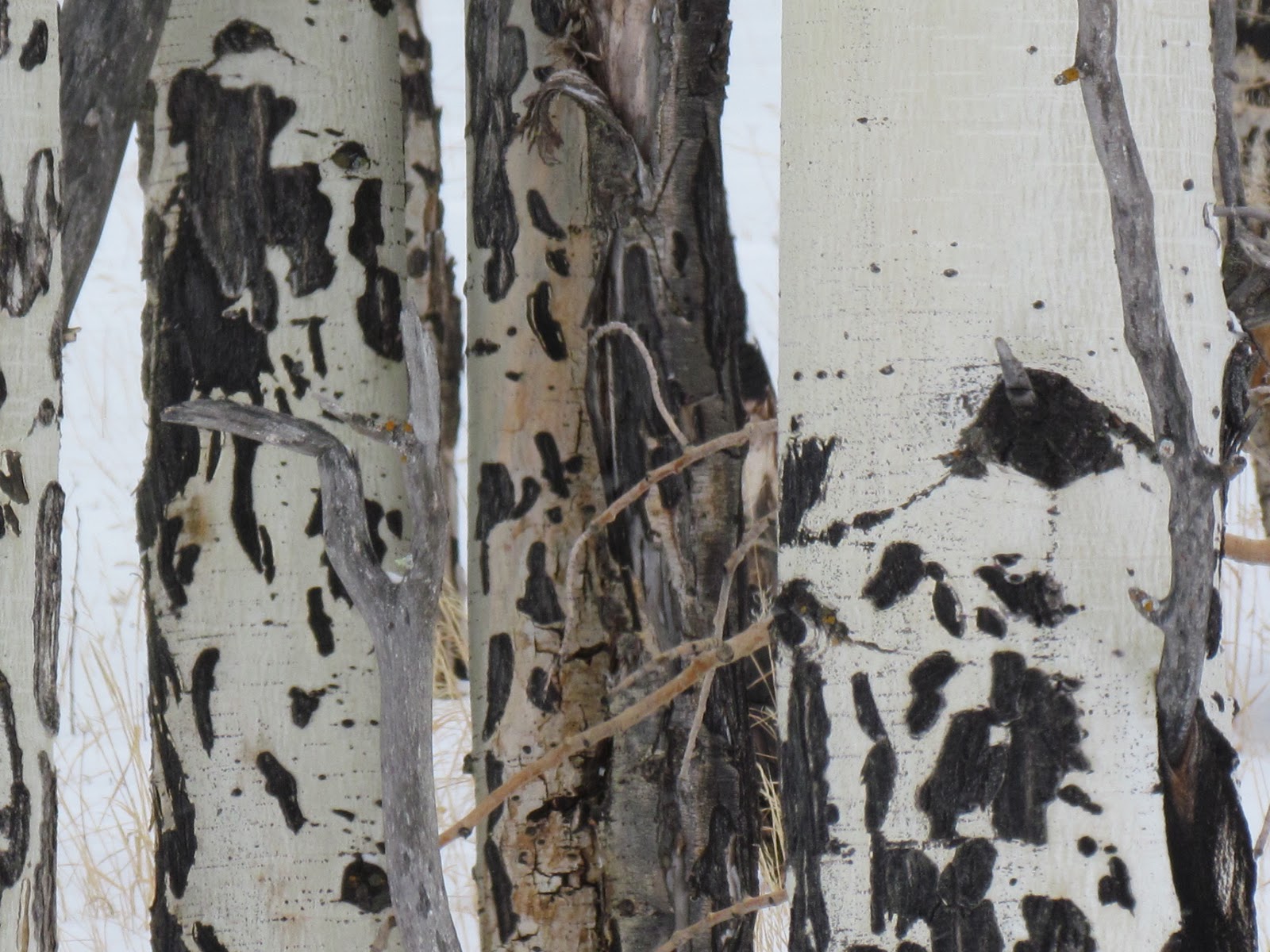 505whimsygirl.blogspot.com: Aspen Trees