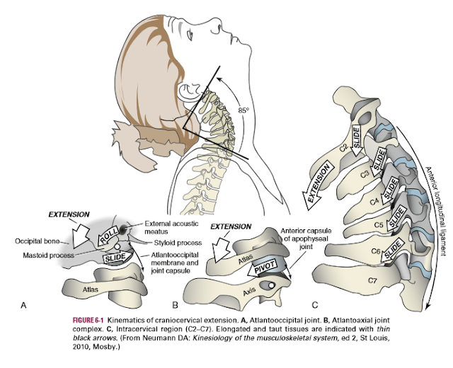 Cervical Omurga Kinematiği