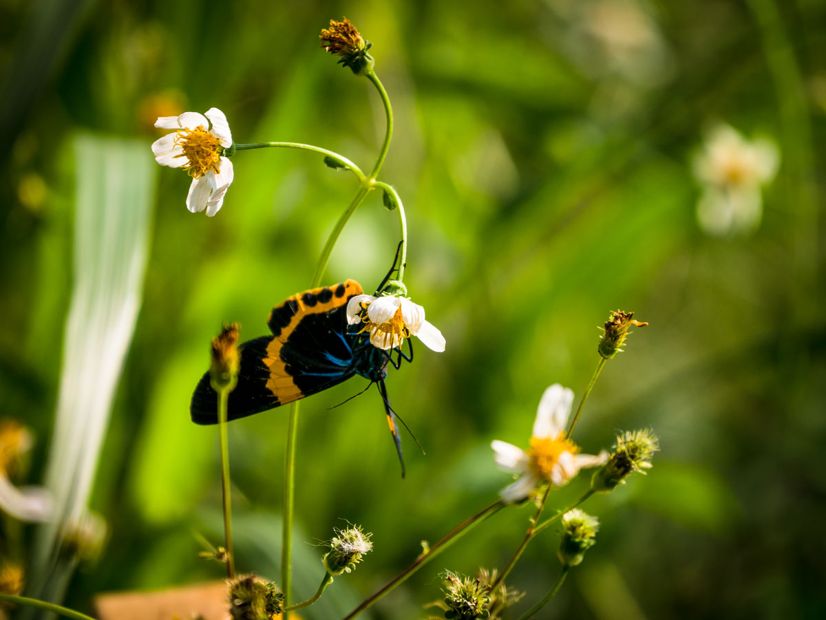 tower record: 在風中美麗搖曳的橙帶藍尺蛾_Milionia basalis (Moth)