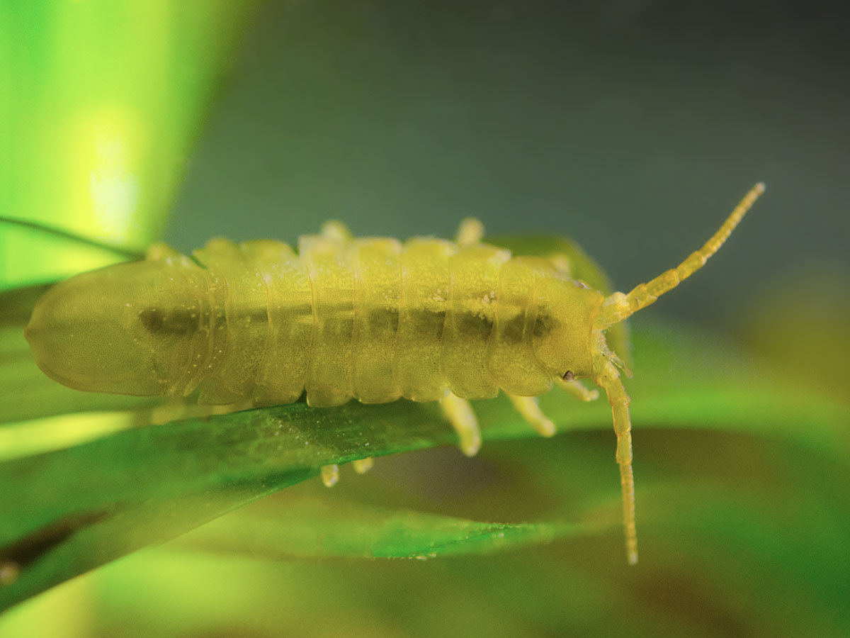 Wanderin' Weeta (With Waterfowl and Weeds): Eelgrass isopod