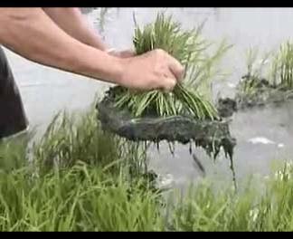 Oyie Penyuluh Pertanian: PERSEMAIAN PADI SAWAH