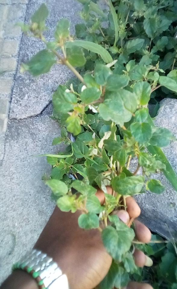 Babalawo IFAKunle Gbawoluyi: palabra de ifa en Odu Ogunda meji